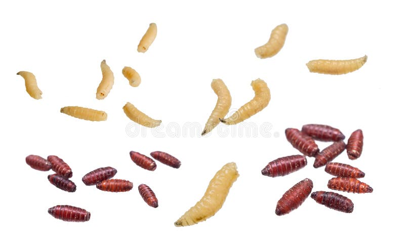 Larvas De Mosca Sobre Fondo Blanco Aislado Foto de archivo - Imagen de ...