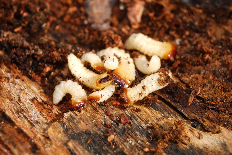 Larvas da formiga imagem de stock. Imagem de detalhe - 31564295