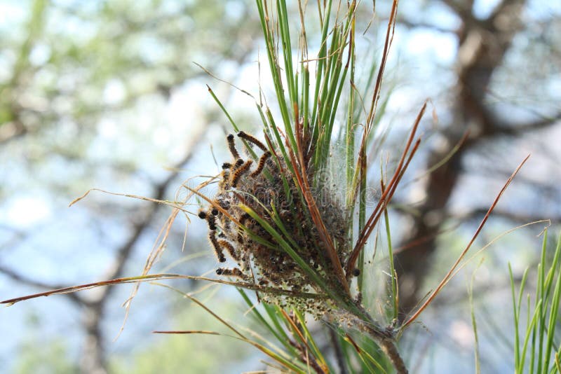 Larvas En La Rama De Un Pino Imagen de archivo - Imagen de agricultura ...