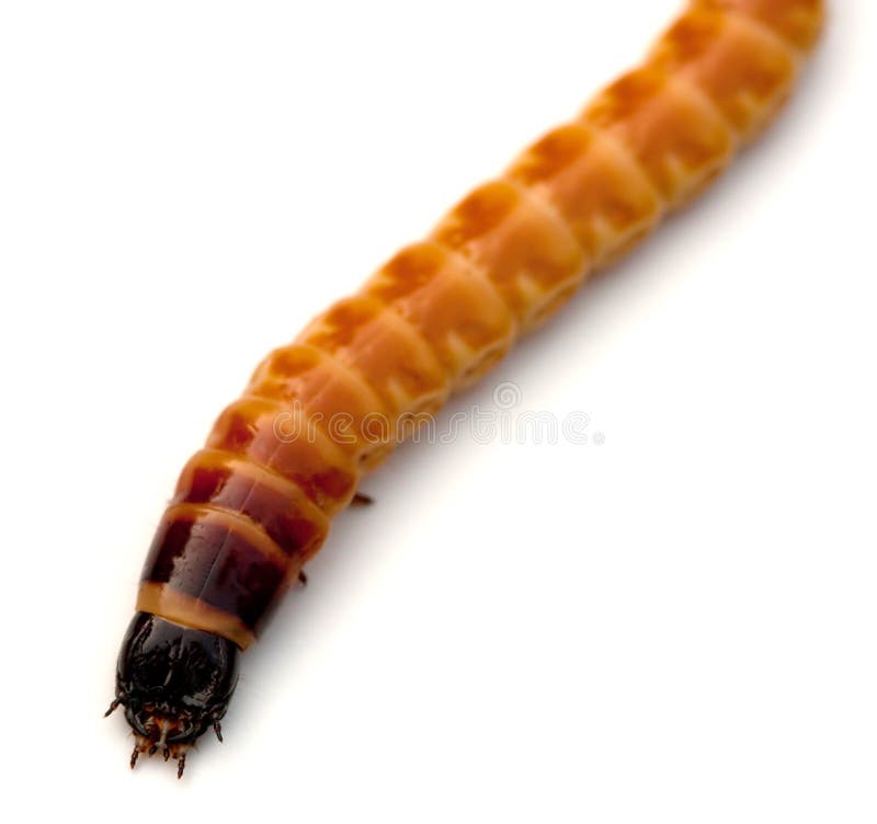 Larve stock afbeelding. Image of worm, bruin, groot, maaltijd - 20557555