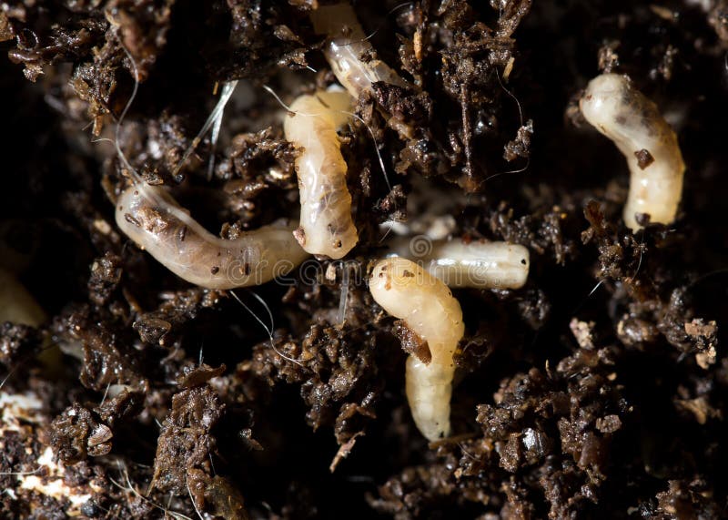 immagini di riserva di Larve Della Mosca - la sovranità di download 504 ...