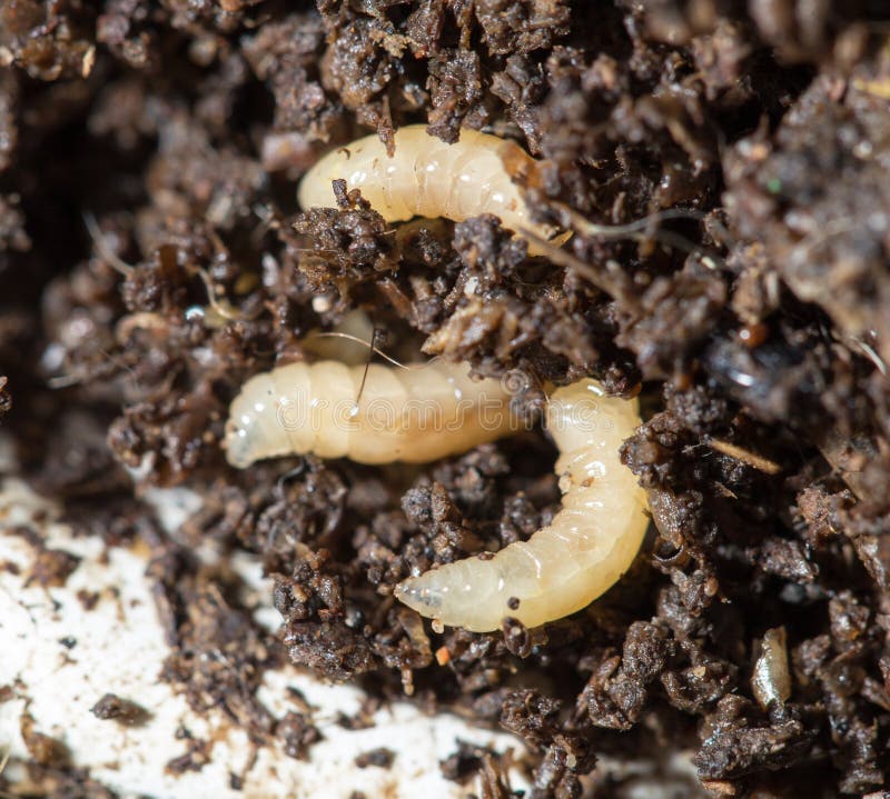 Larve Dell'Maggio-insetto Nei Precedenti Del Suolo Fotografia Stock ...