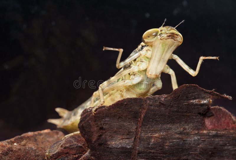 Larve de libellule image stock. Image du repos, normal - 11136769