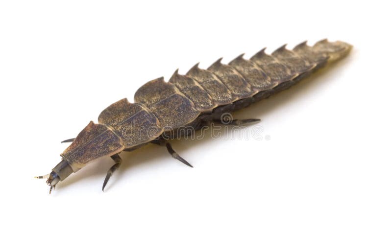 Larve de luciole image stock. Image of luciole, blindé - 13151013