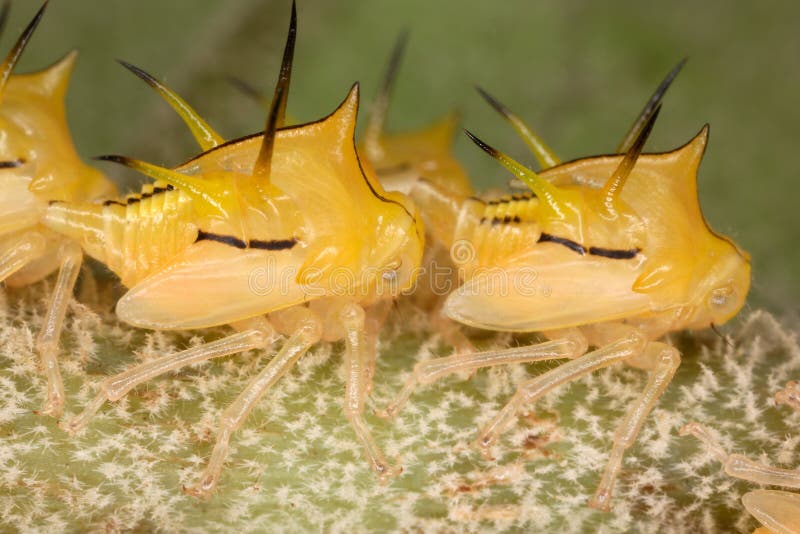 Larve della cicala fotografia stock. Immagine di particolare - 27131116