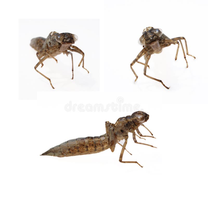 Larve della libellula immagine stock. Immagine di larva - 10156681