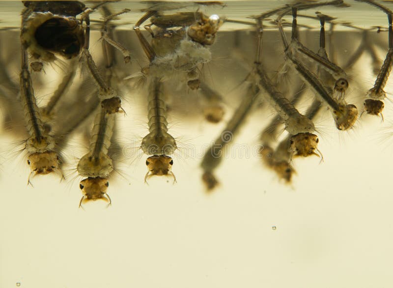 Larve della zanzara fotografia stock. Immagine di spirale - 43907312