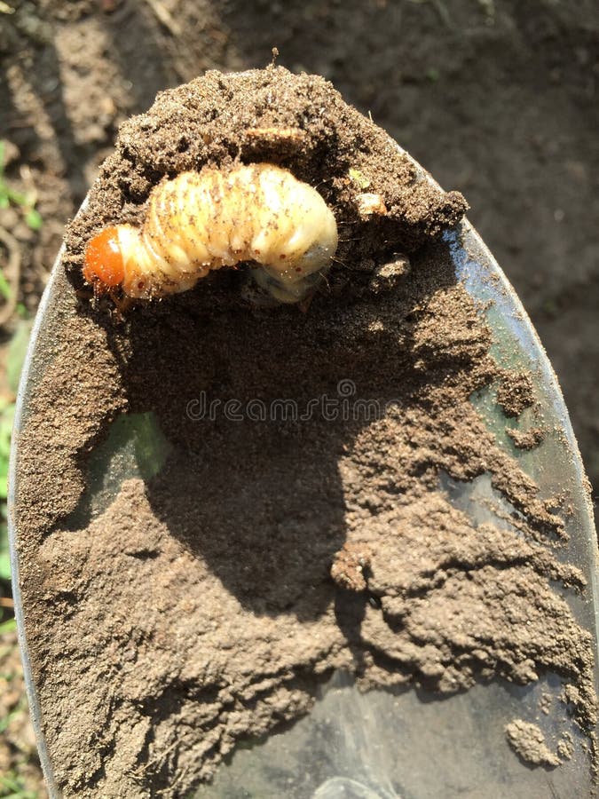 Larve dello scarabeo immagine stock