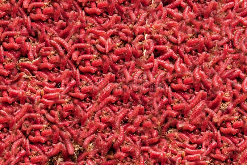 Larve Rouge Grande Pile Des Vers Image stock - Image du nourriture ...