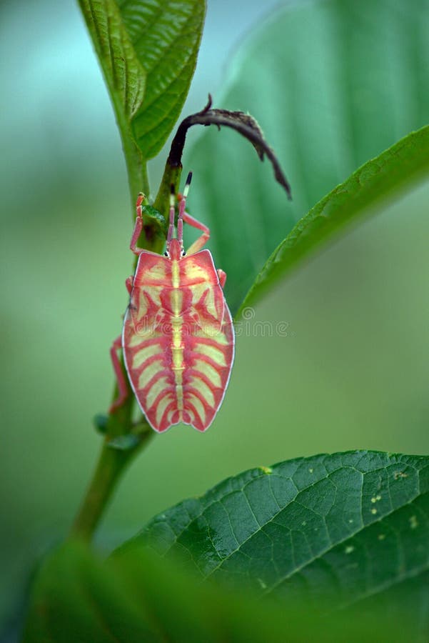 Larve van groot insect stock foto. Image of fauna, macro - 31715514