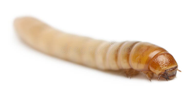 Larve Van Meelworm, Tenebrio-molitor Stock Foto - Image of mening ...