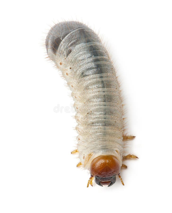 Larve Van Meelworm, Tenebrio-molitor, Tegen Witte Achtergrond Stock ...