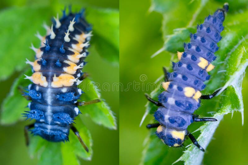 Larven stockbild. Bild von frech, entwicklung, larven - 27623033
