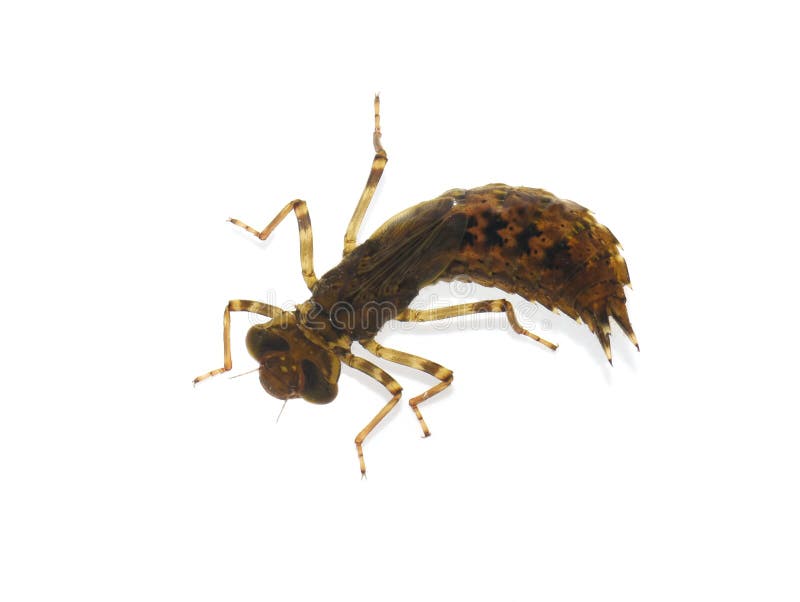 Larve De Libellule D'isolement Sur Le Blanc Photo stock - Image du ...