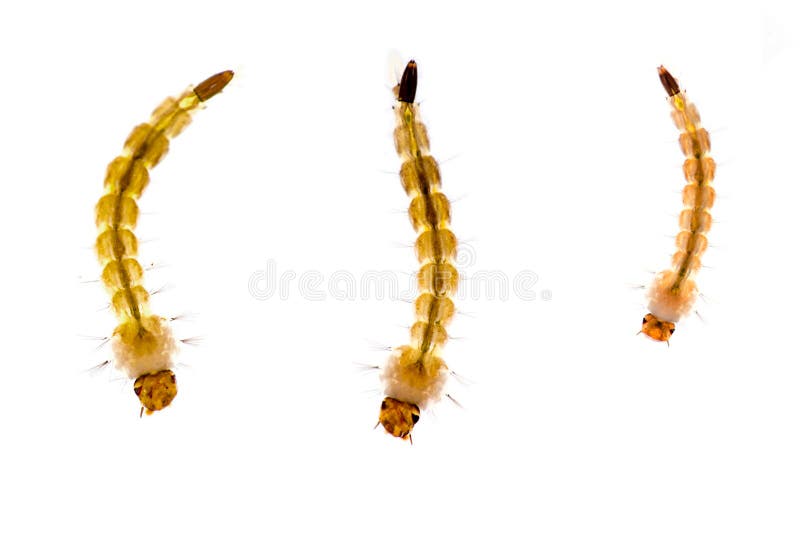 Larves De Moustique Au-dessus De Blanc, Macro Photo stock - Image du ...