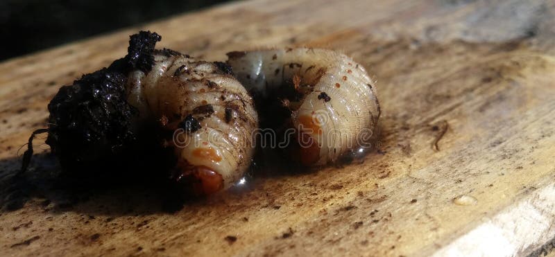 Larves de scarabée de Rose image stock. Image du compost - 89398399