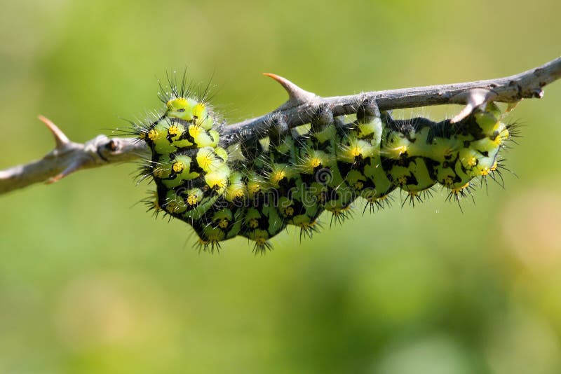 Larwa obraz stock. Obraz złożonej z greenbacks, motyl - 42644945