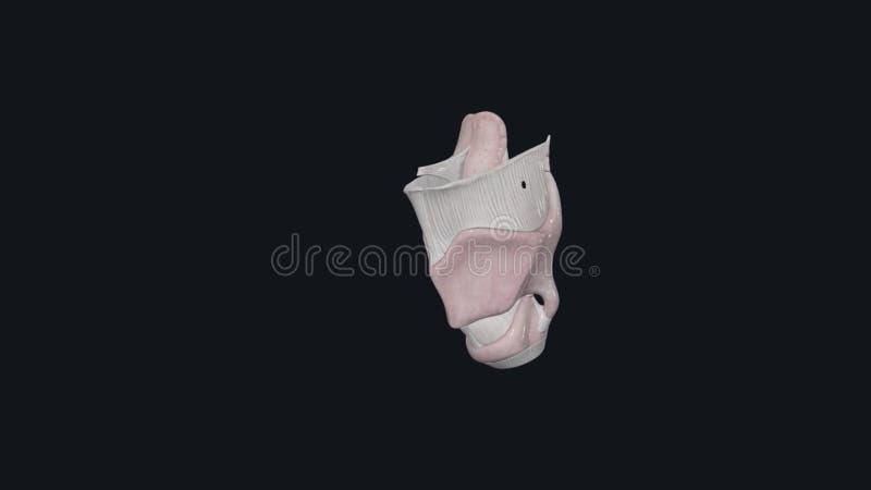 The Larynx, Commonly Called the Voice Box or Glottis, Stock Video ...