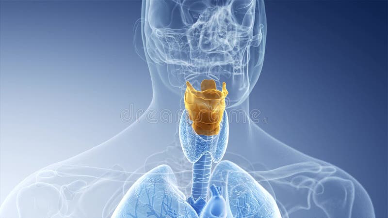 The larynx stock footage. Video of larynx, anatomy, transparent - 140228832