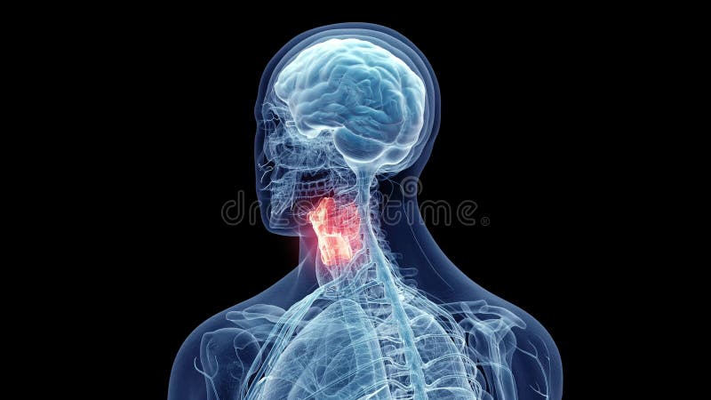 The larynx stock footage. Video of larynx, anatomy, transparent - 140228832