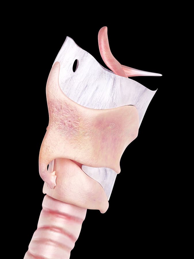 The larynx stock illustration. Illustration of anatomy - 57843429