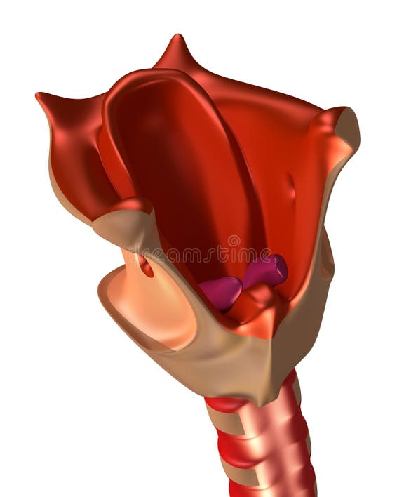 Vocal Cord Stock Illustrations – 670 Vocal Cord Stock Illustrations ...