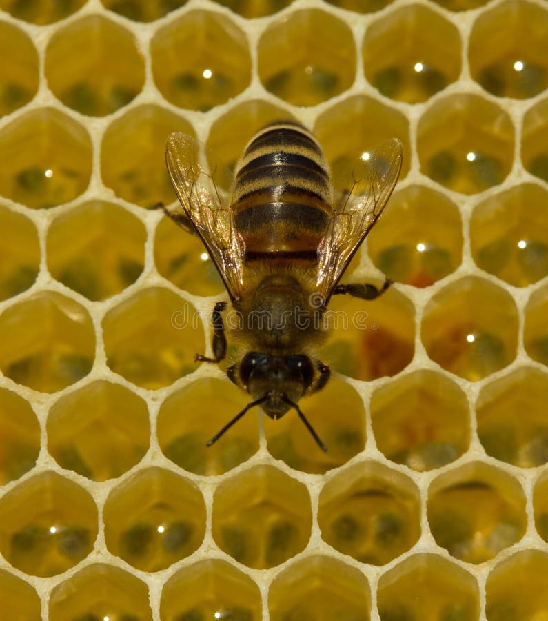 Como Construyen Las Abejas Su Panal - XIli Como Construyen Las Abejas Su Panal - XIli