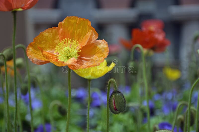 Las Apetitosas Etapas De La Vida Al Sol Imagen de archivo - Imagen de ...
