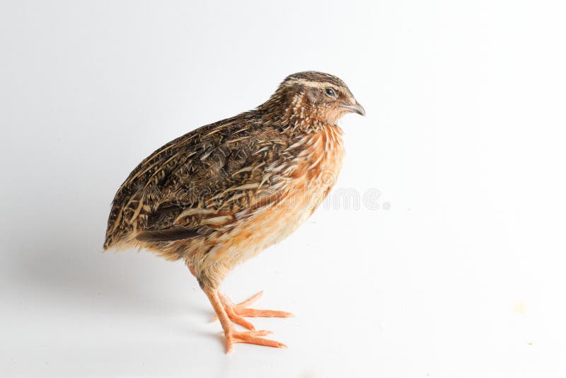 Las Codornices Comunes Aisladas En Blanco Imagen de archivo - Imagen de ...