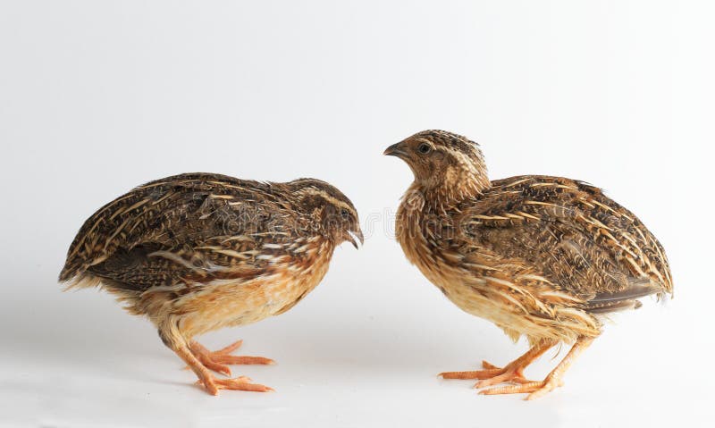 Las Codornices Comunes Aisladas En Blanco Imagen de archivo - Imagen de ...