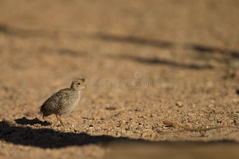 Las Codornices Del Juego Del Bebé Imagen de archivo - Imagen de plumaje ...