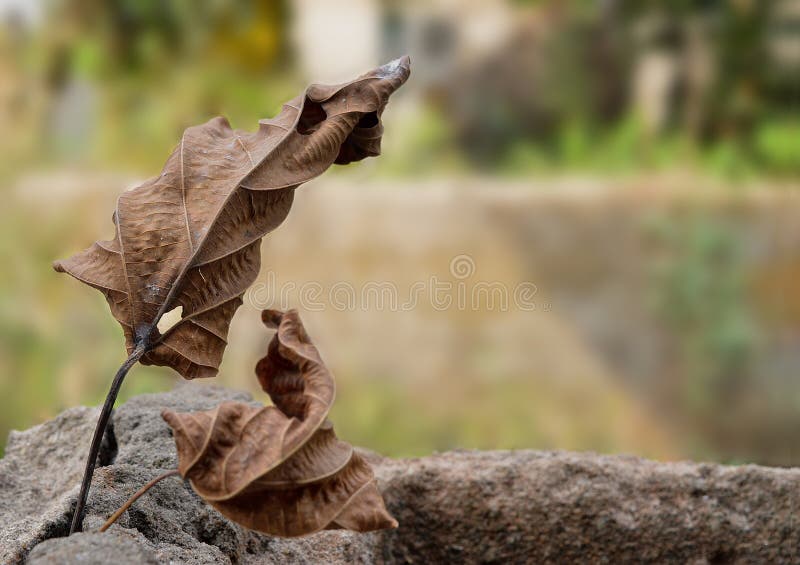 Las Dos Plantas De Hojas Secas Imagen de archivo - Imagen de planta ...