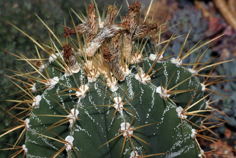 Las espinas de cactus imagen de archivo. Imagen de célula - 119384681