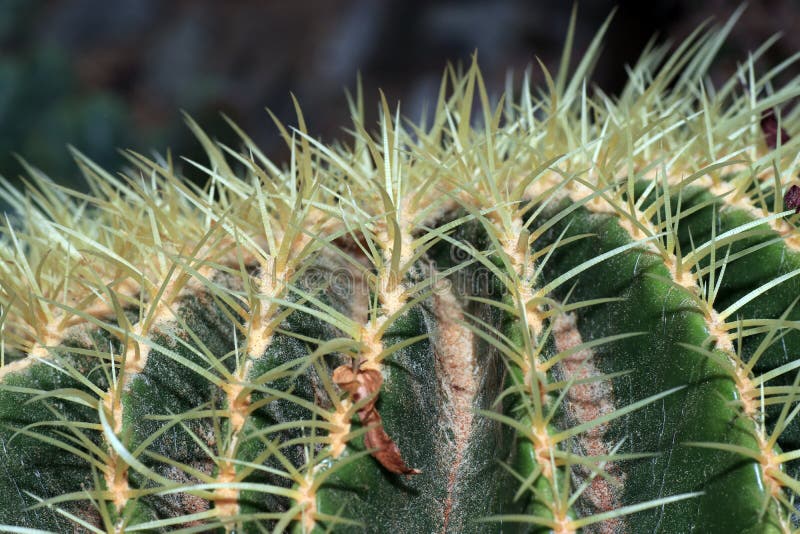 Las espinas de cactus imagen de archivo. Imagen de célula - 119384681