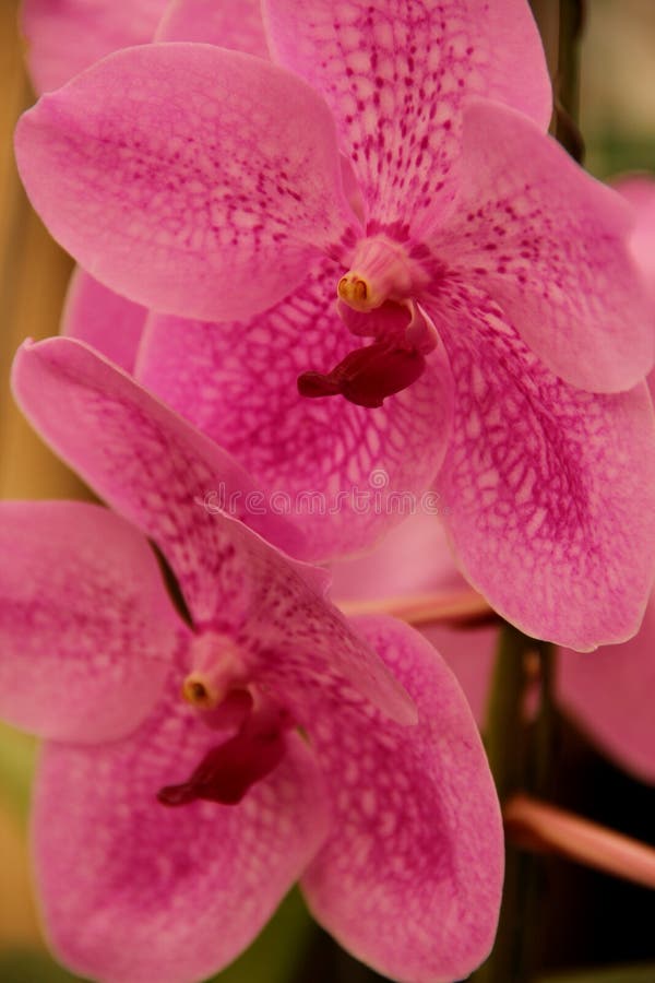 Orquídea Rosada De Vanda Miss Joaquim, Flor Nacional De Singapur, C ...