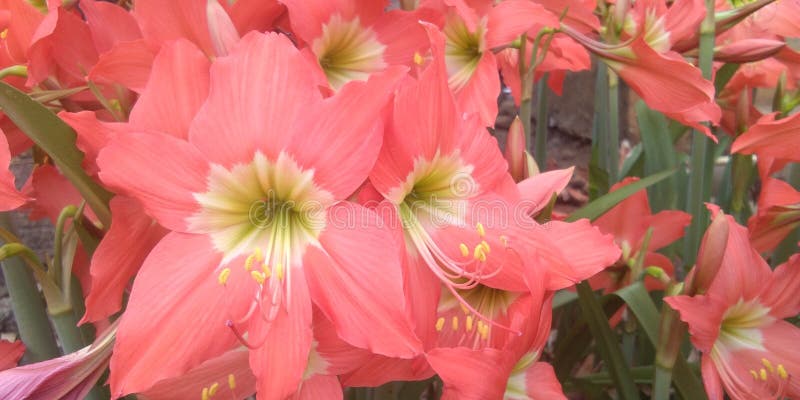 Las Flores De Hibisco Son Tan Hermosas Que El Rosa Crece En Java Foto ...