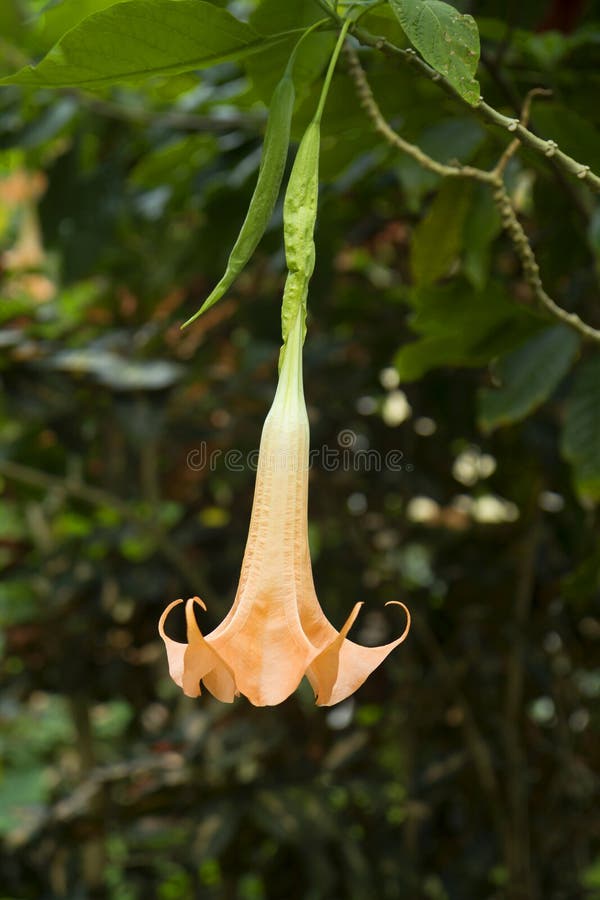 Las Flores De La Isla De Grenada Caribbean Foto de archivo - Imagen de ...