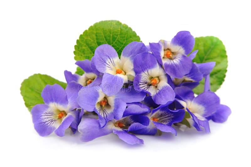 Ramo De Flores De Las Violetas Imagen de archivo - Imagen de aroma ...