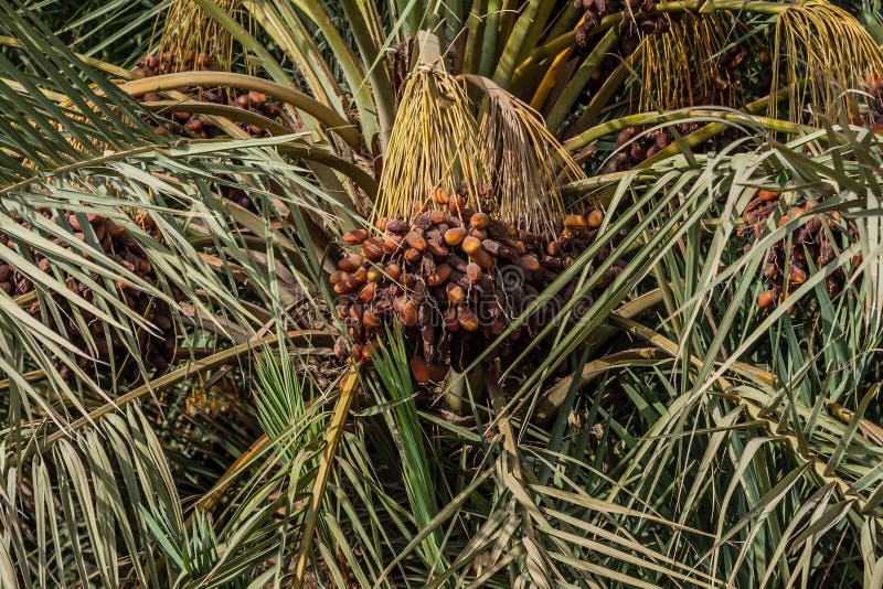 Las Frutas De Una Palma Datilera Imagen de archivo - Imagen de fruta ...