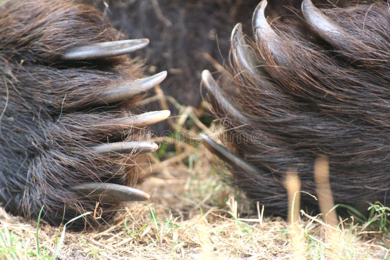 Las garras de oso foto de archivo. Imagen de seco, animal - 58213296