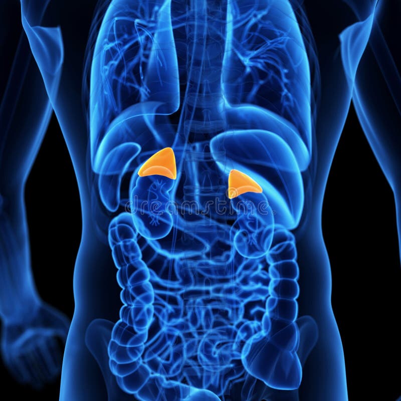 Las Glándulas Suprarrenales Stock de ilustración - Ilustración de ...