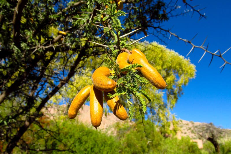 Habas en el árbol imagen de archivo. Imagen de manojo - 82294943
