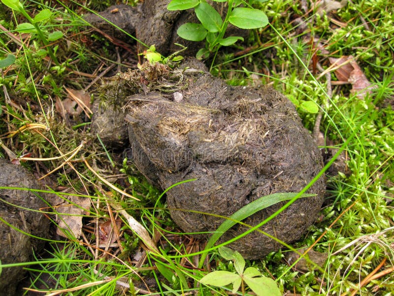 Las Heces De Osos Salvajes En El Bosque Foto de archivo - Imagen de ...
