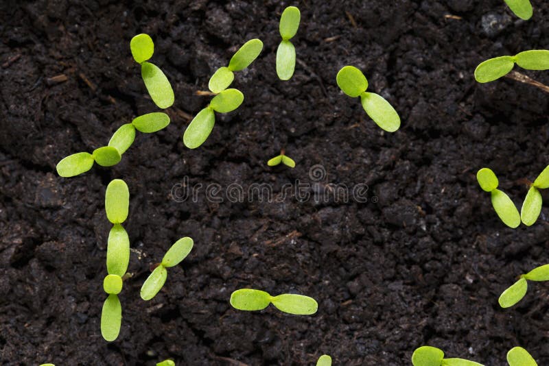 Las Hojas De Los Cotiledones Foto de archivo - Imagen de cotiledones ...