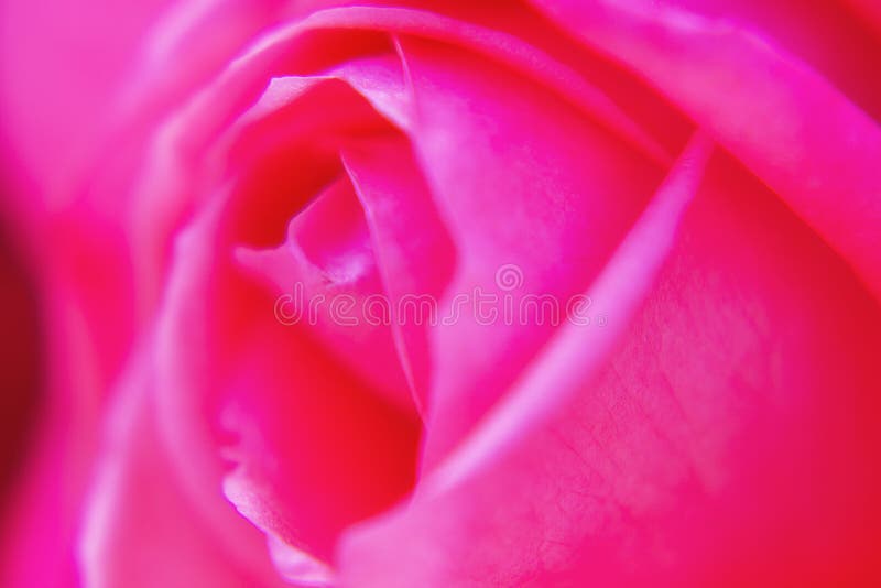 Las Hojas Macras De Un Rosado Subieron Imagen de archivo - Imagen de ...