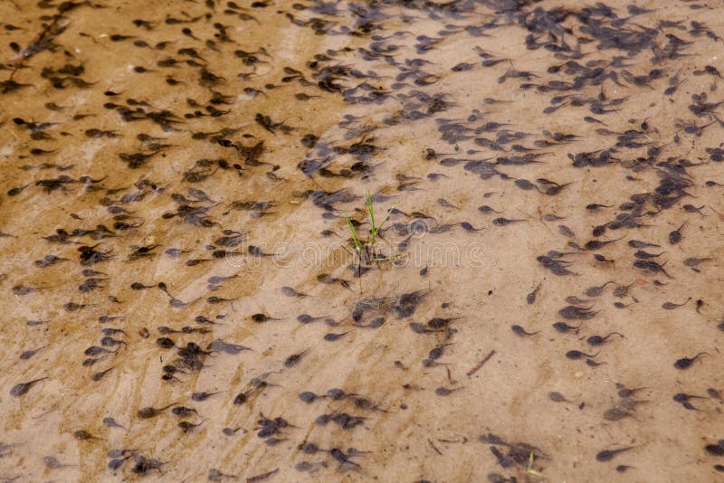 Las Larvas De Las Ranas - Renacuajos Foto de archivo - Imagen de gente ...