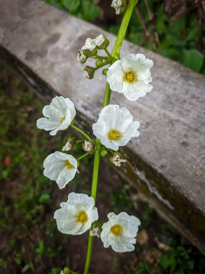 Las Lirios Blancas Crecen En El Estanque Y Sus Brotes Salen a La Luz ... Las Lirios Blancas Crecen En El Estanque Y Sus Brotes Salen a La Luz ...