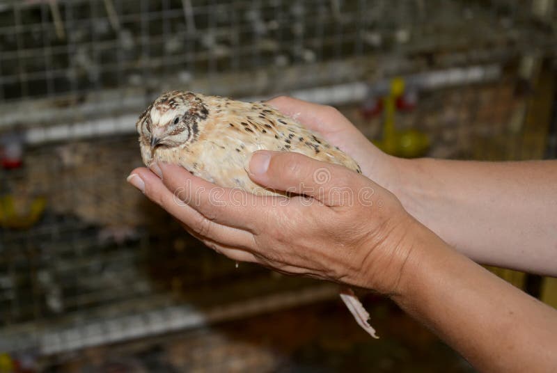 Las Manos De La Mujer Sostienen Una Codorniz Granja De Las Codornices ...