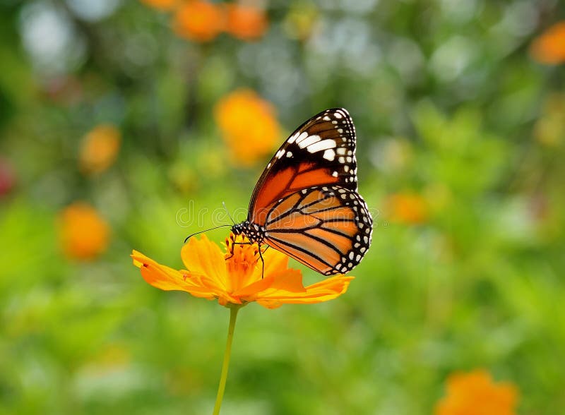 Las mariposas con la flor imagen de archivo. Imagen de planta - 118167663