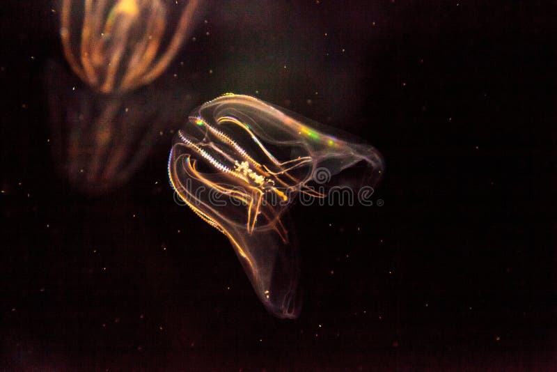 Las Medusas Del Peine Llamaron El Ctenophore De Phylum Imagen de ...